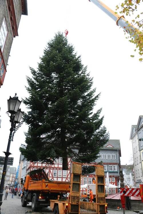csm_Weihnachtsbaum_6d0a5c3b83.jpg